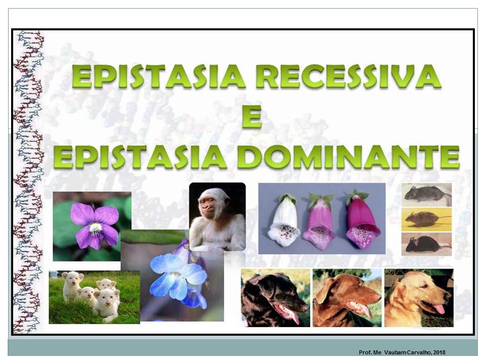 ENSINO GENÉTICA FAMASUL: EPISTASIA, PLEIOTROPIA E ALELOS LETAIS