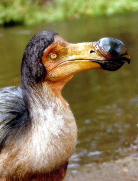 The Jungle Store: Flightless DoDo Birds