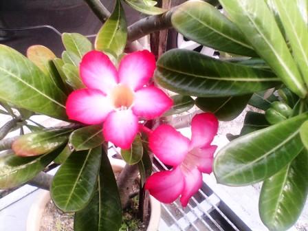 Pondok Rahmat: KENAPA KUEH TRADISIONAL KELANTAN, JADI AKOK KEMBOJA?