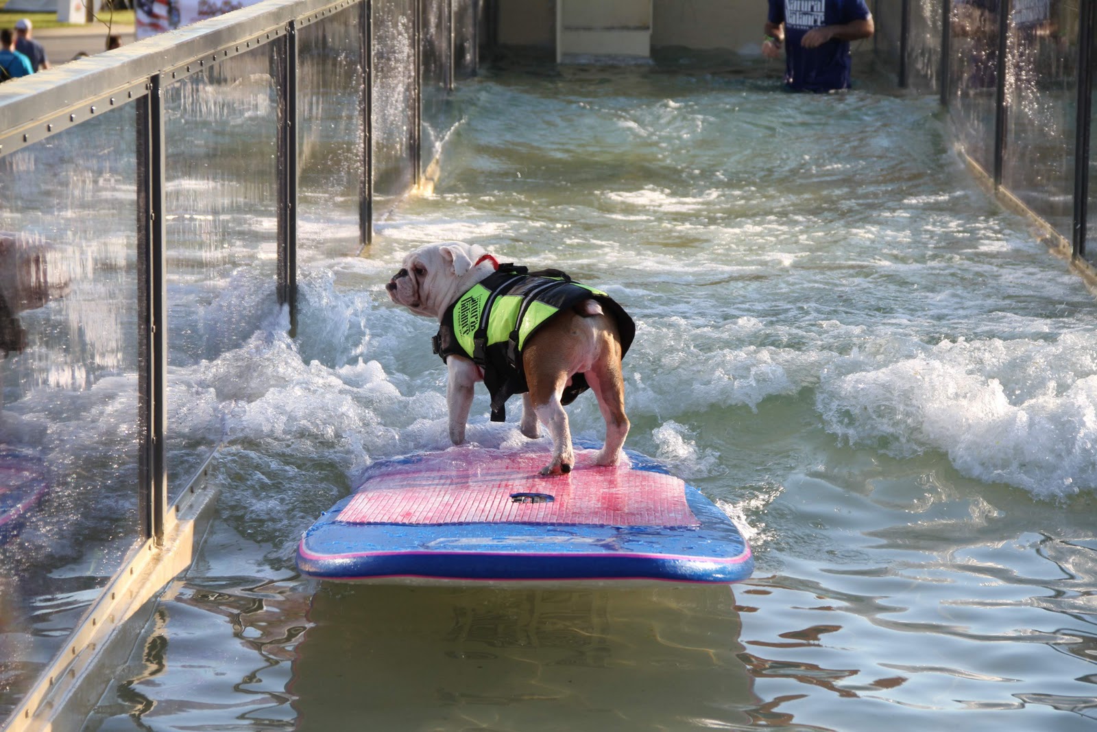 Things to Ponder: Dogs Surf the World's Longest & Heaviest Parade Float ...