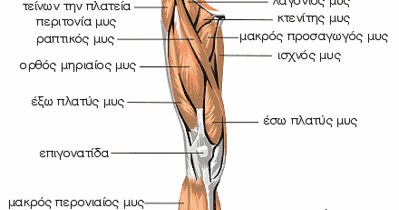 ΑΝΑΤΟΜΙΑ ΣΚΕΛΕΤΙΚΩΝ ΜΥΩΝ-ΜΥΣ ΤΟΥ ΚΑΤΩ ΑΚΡΟΥ-ΠΡΟΣΘΙΑ ΕΠΙΦΑΝΕΙΑ | body4fit