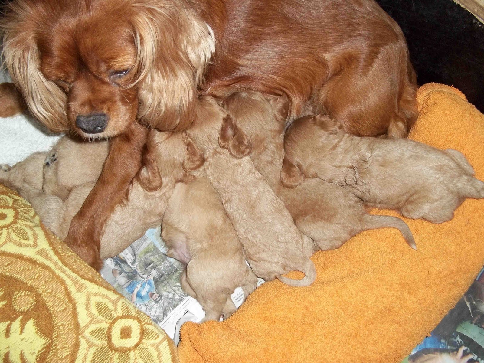Cavoodle Pups: Birth of a Baby Puppy 3 Weeks Old