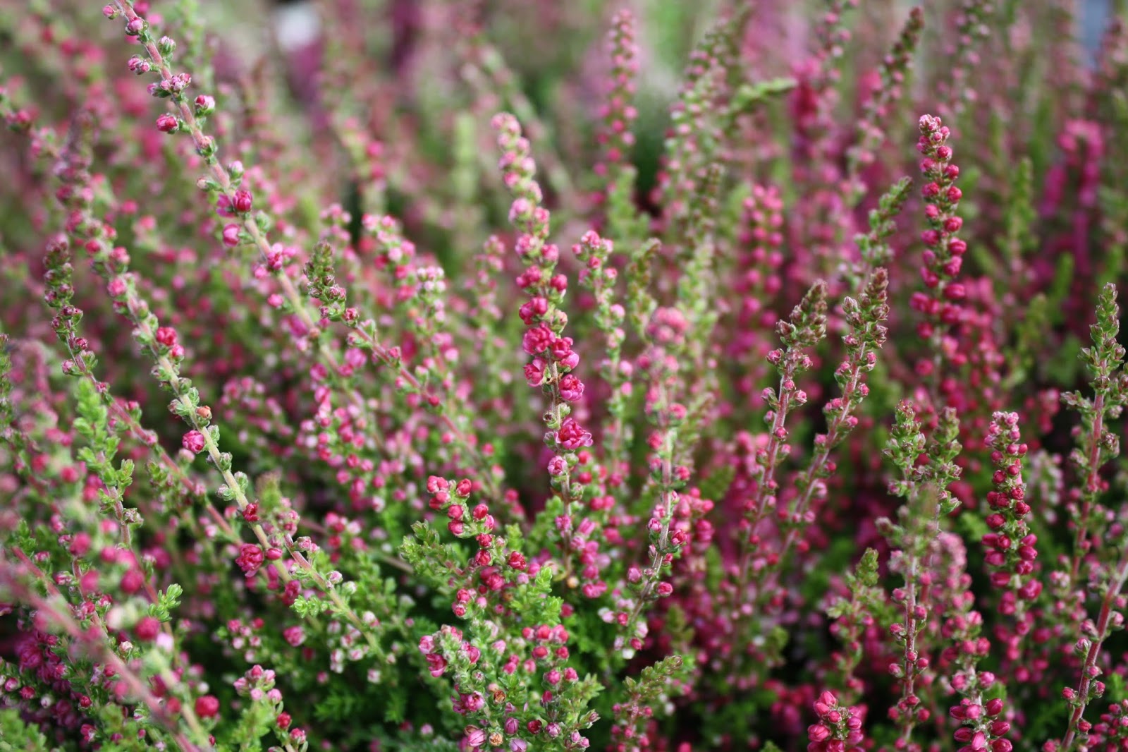 Planter i bestemors hage: Lyng