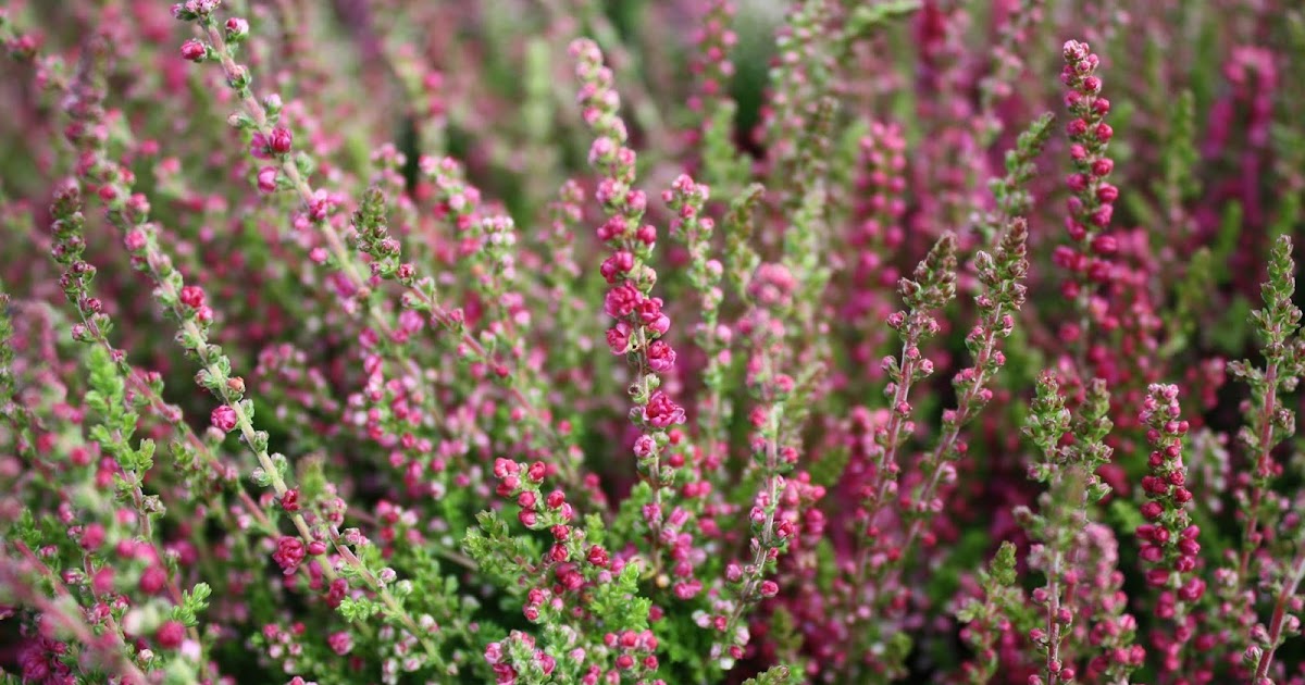 Planter i bestemors hage: Lyng