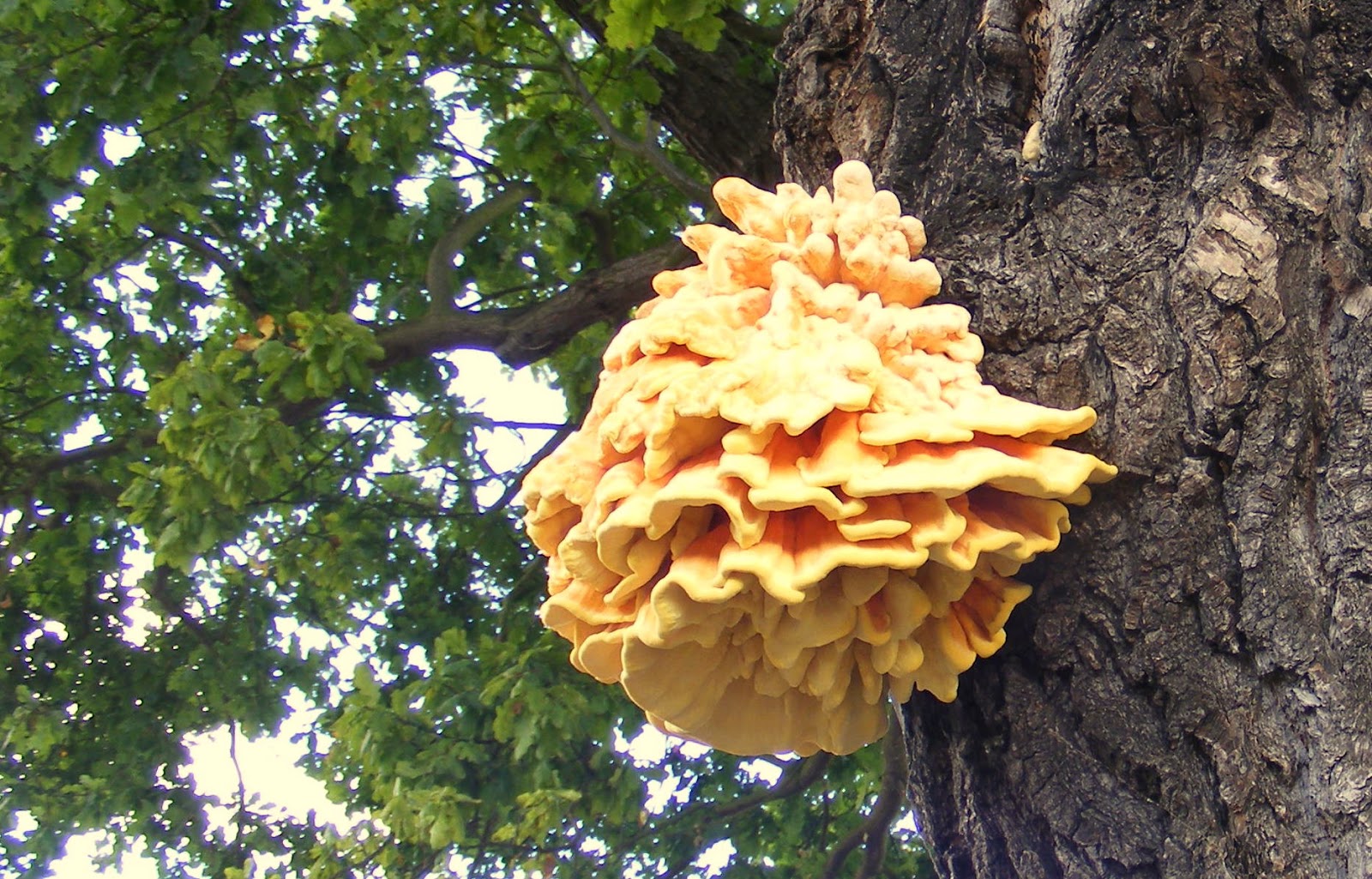 Staffordshire Photo: 2016