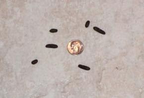 The Ups & Downs of Owning Sugar Gliders