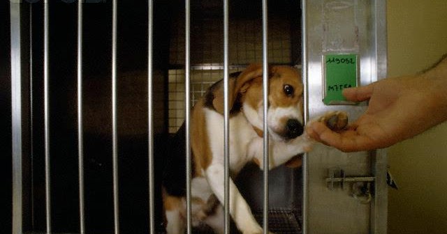 Life With Beagle: Animal testing: The products in your home that test ...