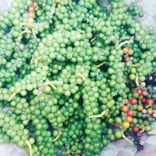 Cara Menanam Merica atau Lada di Halaman Rumah - Bertani