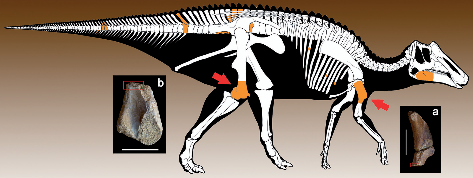EL JOVE PALEONTÒLEG: Nova possible raça d'Hadrosàurids nans del Cretaci ...