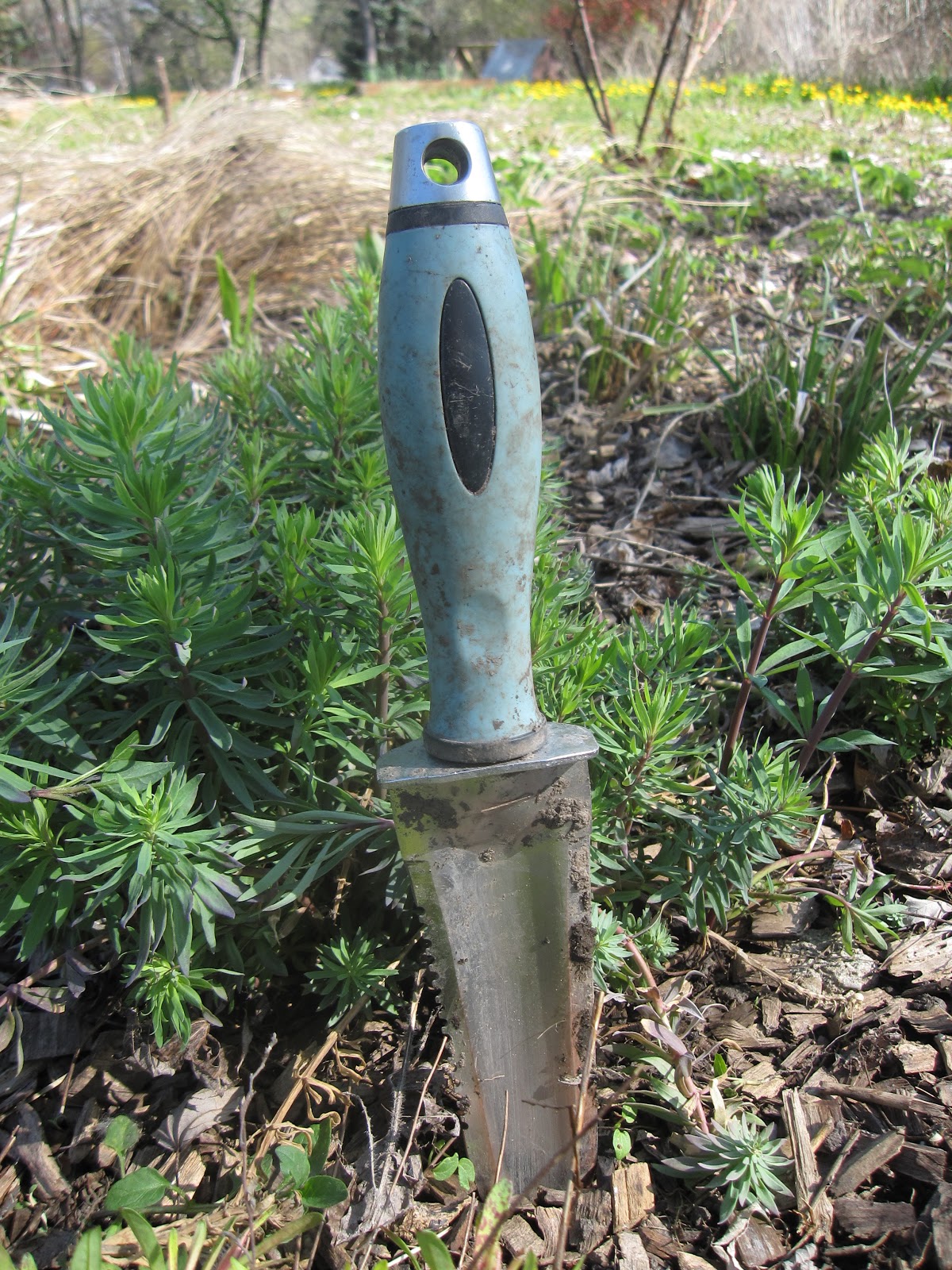 Arrowhead Alpines Blog: Hand weeding/digging tools -- a product review