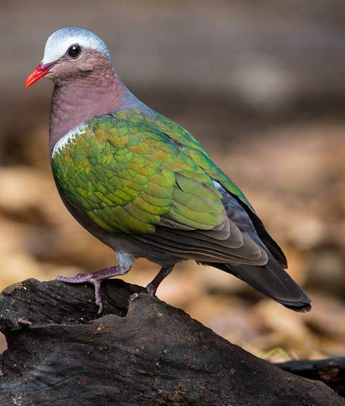 Common (Grey-capped) emerald dove images | Birds of India | Bird World