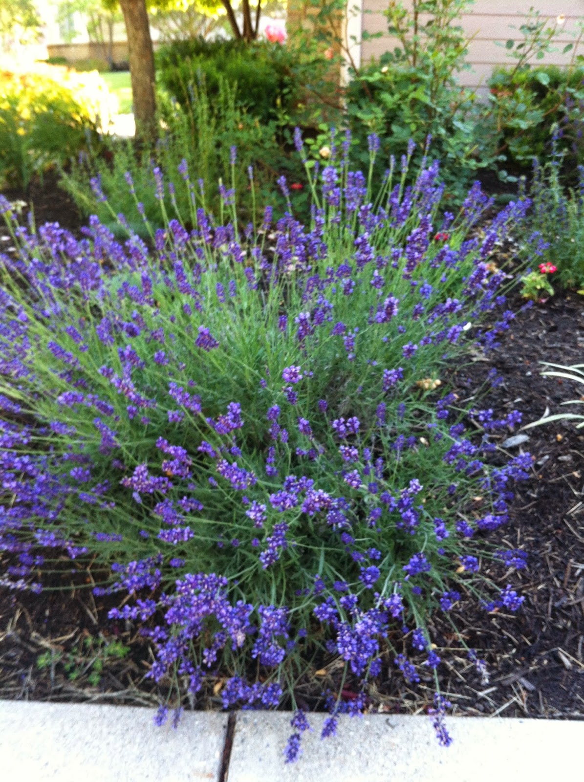 Victory Garden on the Golf Course: Midwest Perennial Vegetable Garden