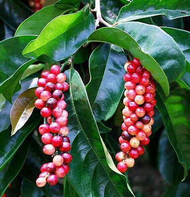 Mindoro 21st Century Association