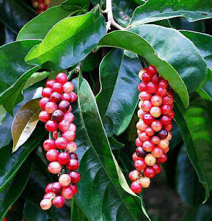 Mindoro 21st Century Association: BIGNAY