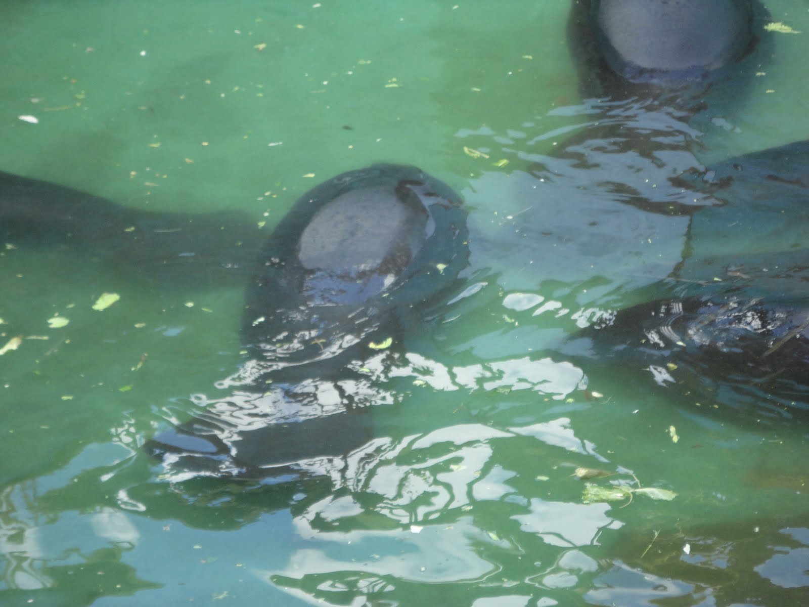 Manaus Turismo e Eventos: USINA HIDRELÉTRICA BALBINA - AMAZONAS