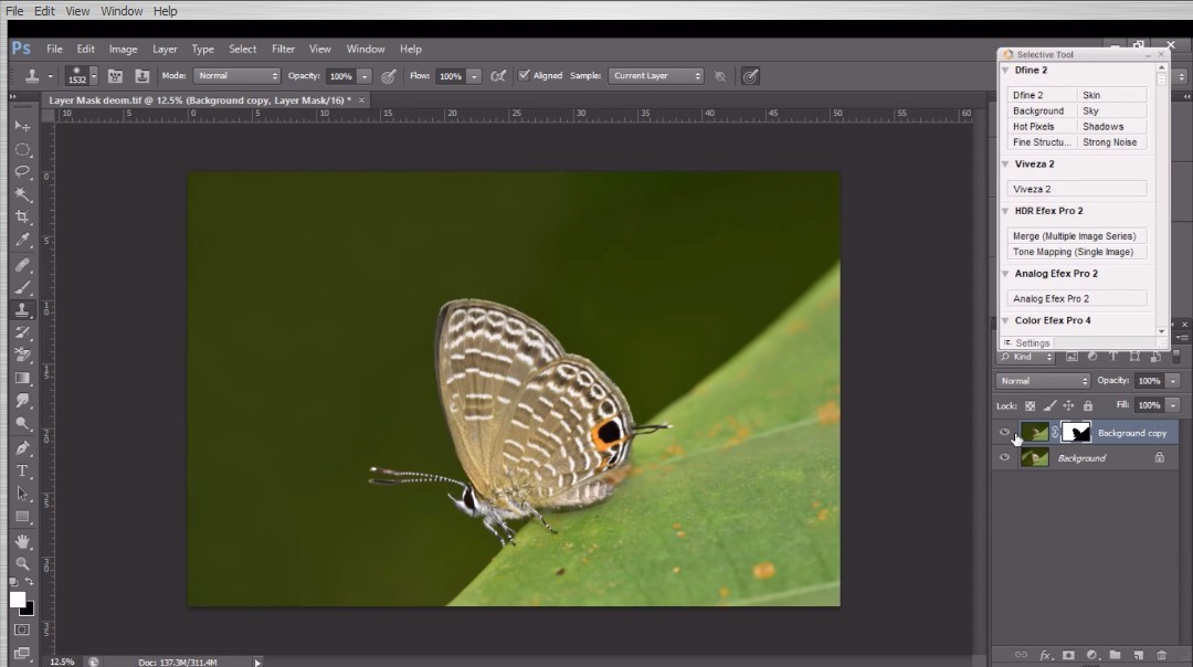 Butterflies of Singapore: Butterfly Photography Series - Part 4