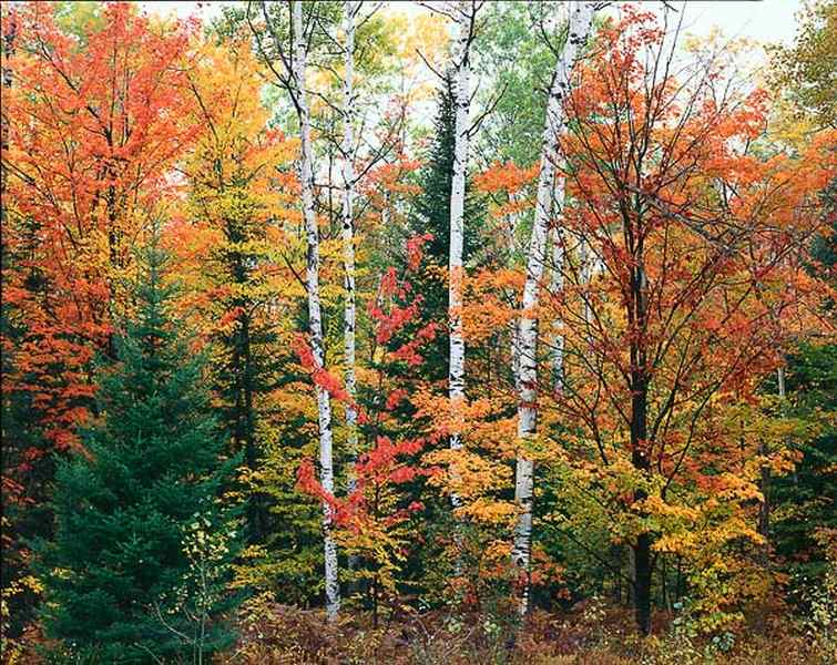 Los Grandes Fotografos: David Brookover (1954)