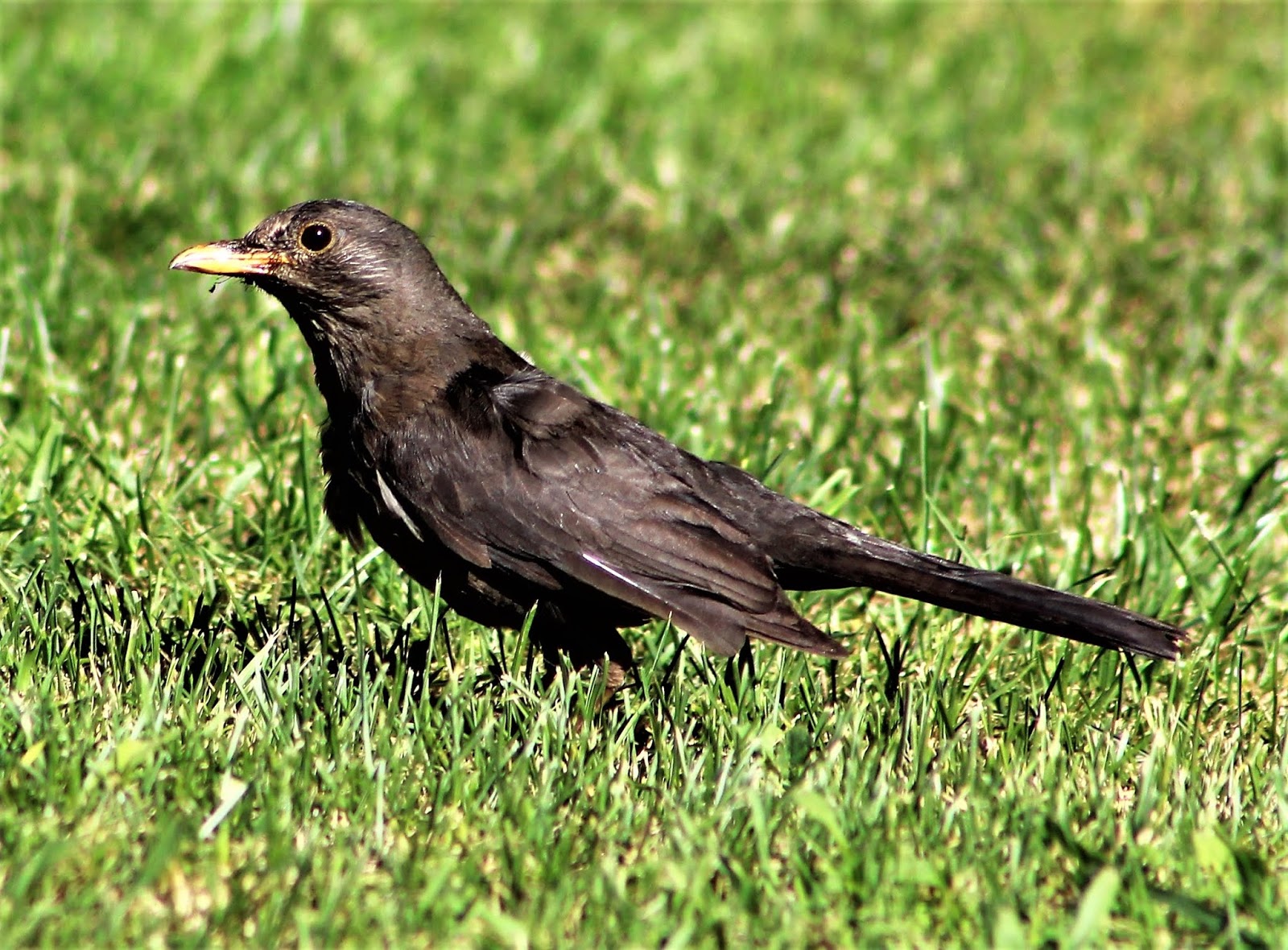 Imagens da vida animal: Melro-preto (Turdus merula)