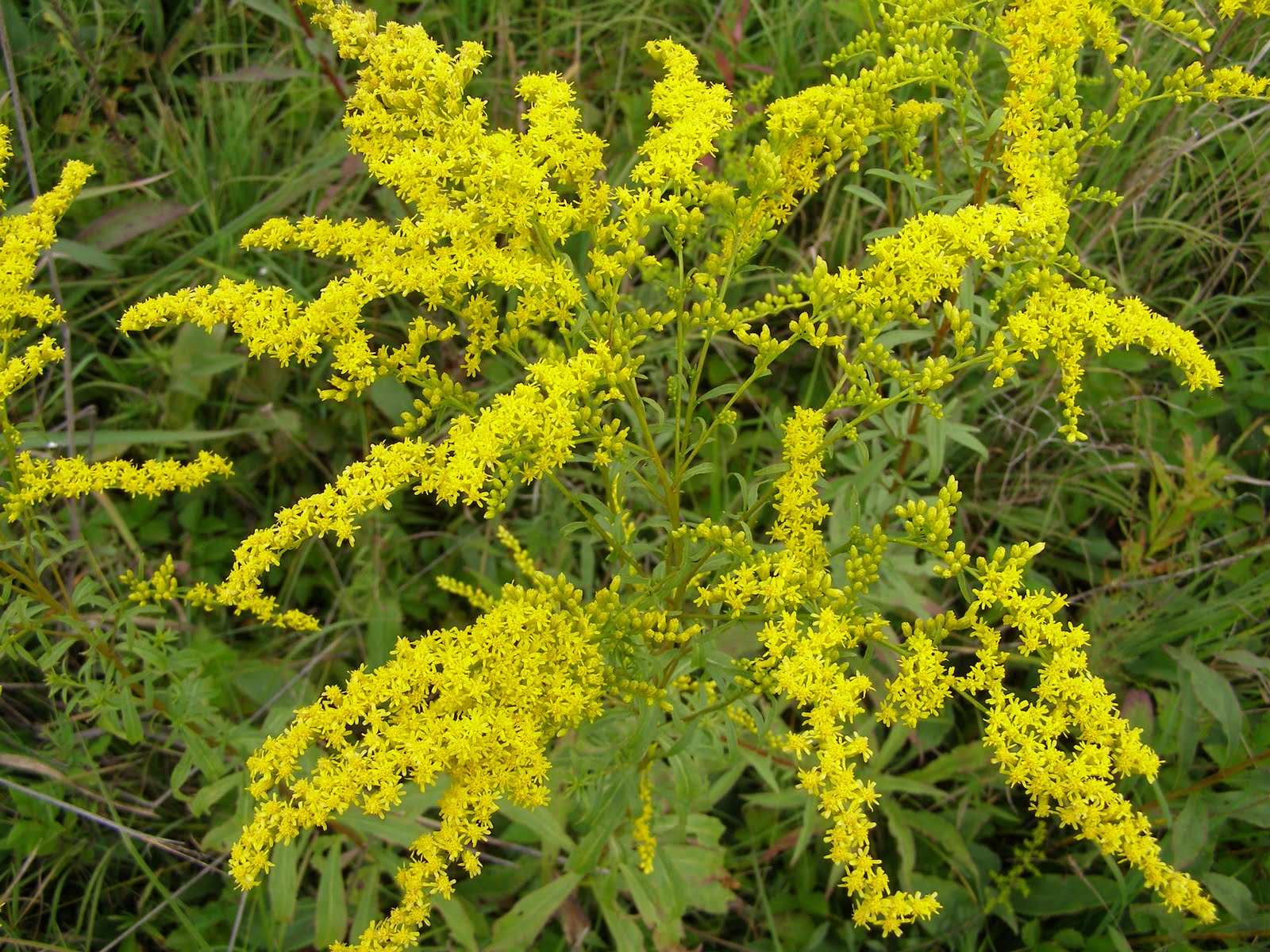 Blue Jay Barrens: Goldenrod Insects