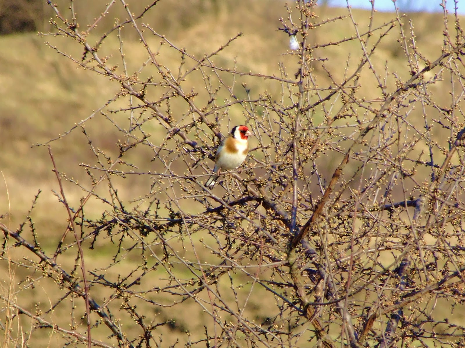 Lumea vieţuitoarelor: Sticlete mare (Carduelis carduelis )