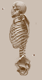 Isaac Litman: Skeleton Studies