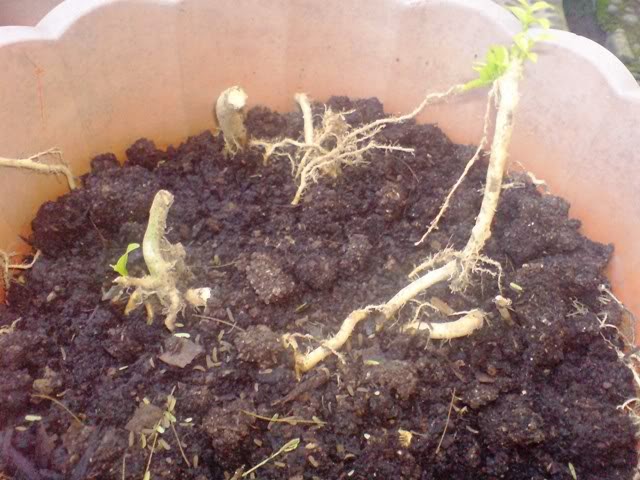 7 Macam jenis Stek Dalam Kehidupan Sehari - Hari - Anak Tani