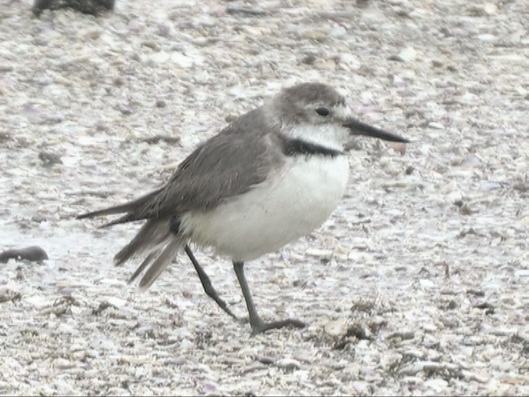 Birding and Dragonfly Videos