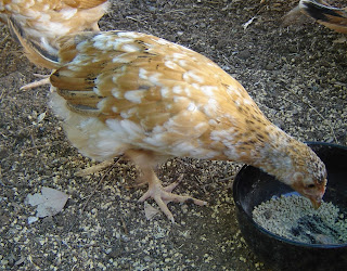 Aloha Chickens: Little Yellow Legs Babies