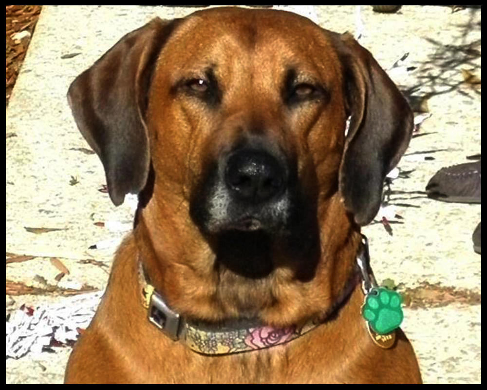 The Pet Studio: Client Profile: Moki the Rhodi