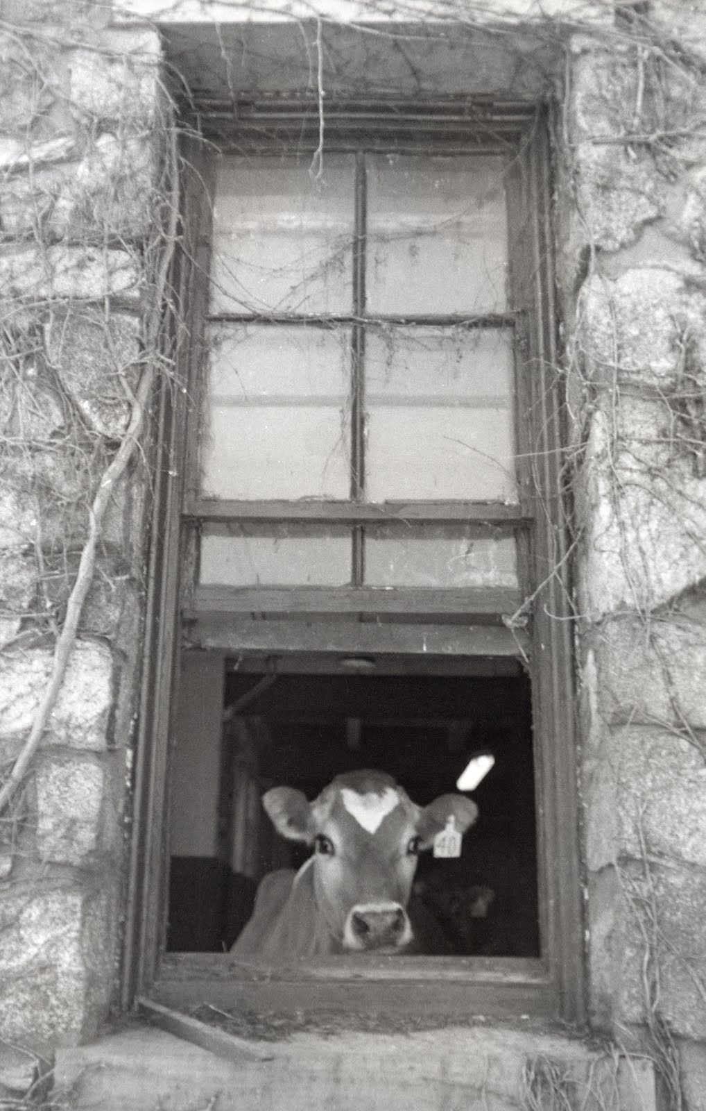 Gillette On Hillsborough: Farm Barn, Then and Now