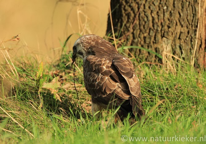 Jonge Buizerd jaagt op prooi