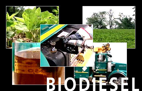 chemical engineering: Biodiesel