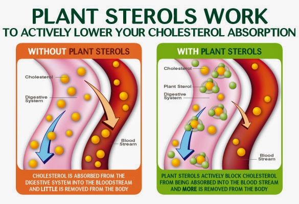 Apakah Fitosterol | PAKAR CANTIK