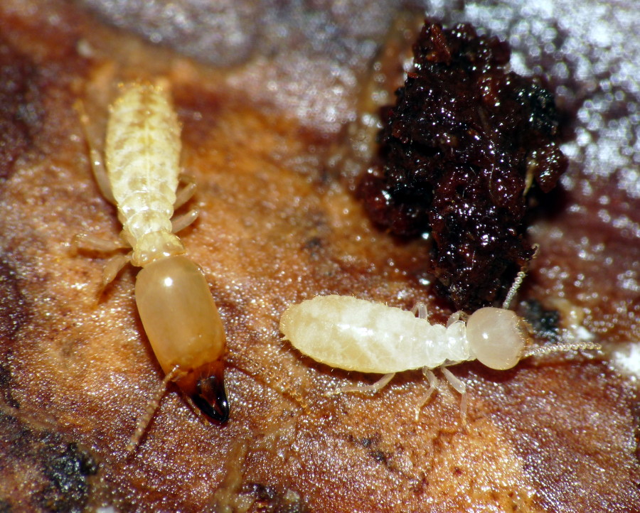 Fotoblog - Fauna e Flora della Toscana: Reticulitermes lucifugus
