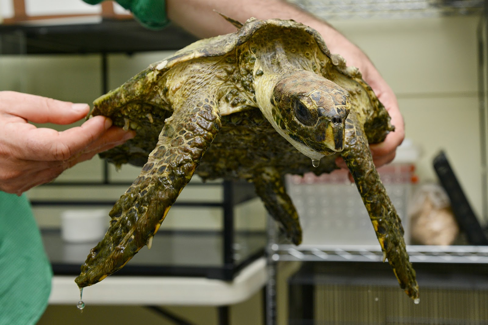 Small Animal Talk: What does One Health actually look like?