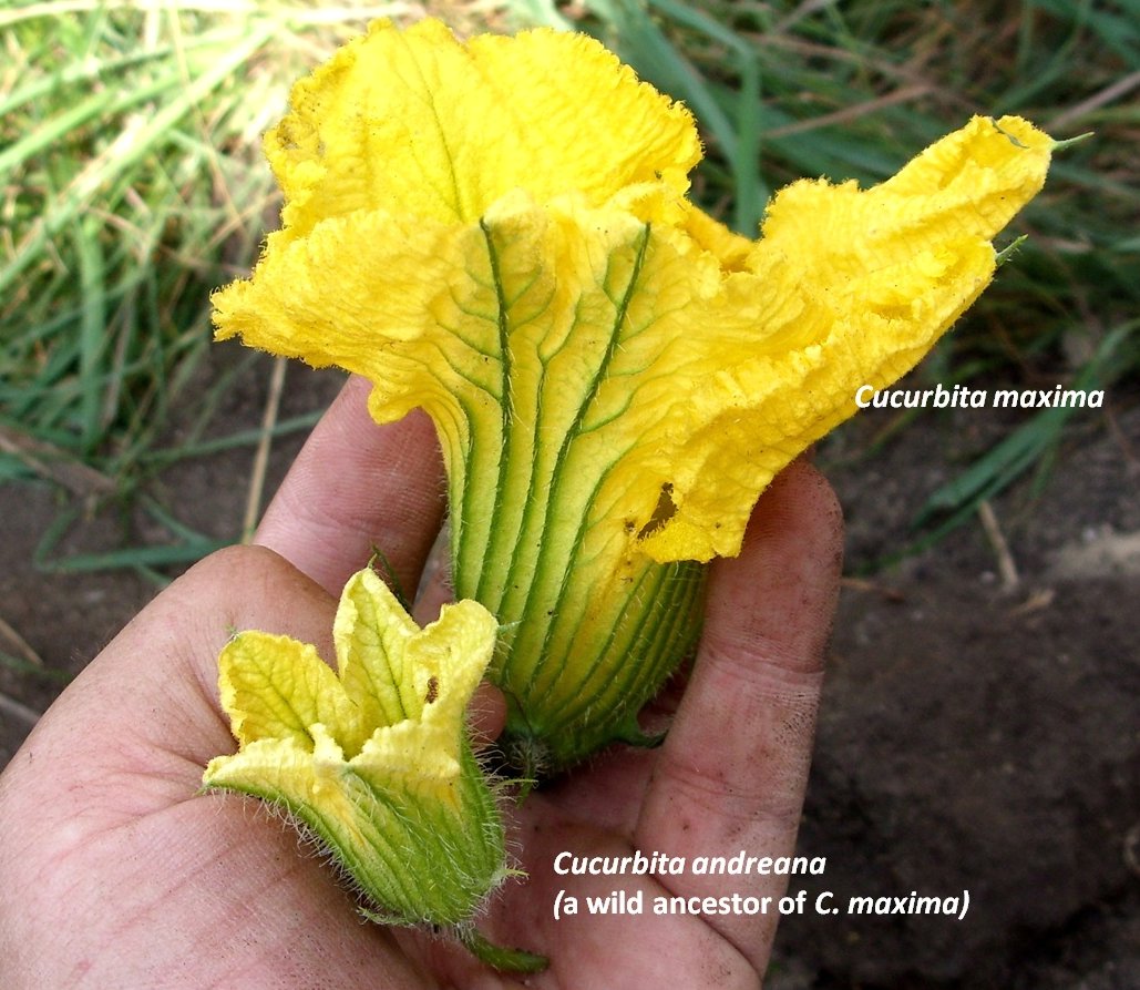 Scirpidiella's Plants: Wild squash species (Cucurbita sp. div.)