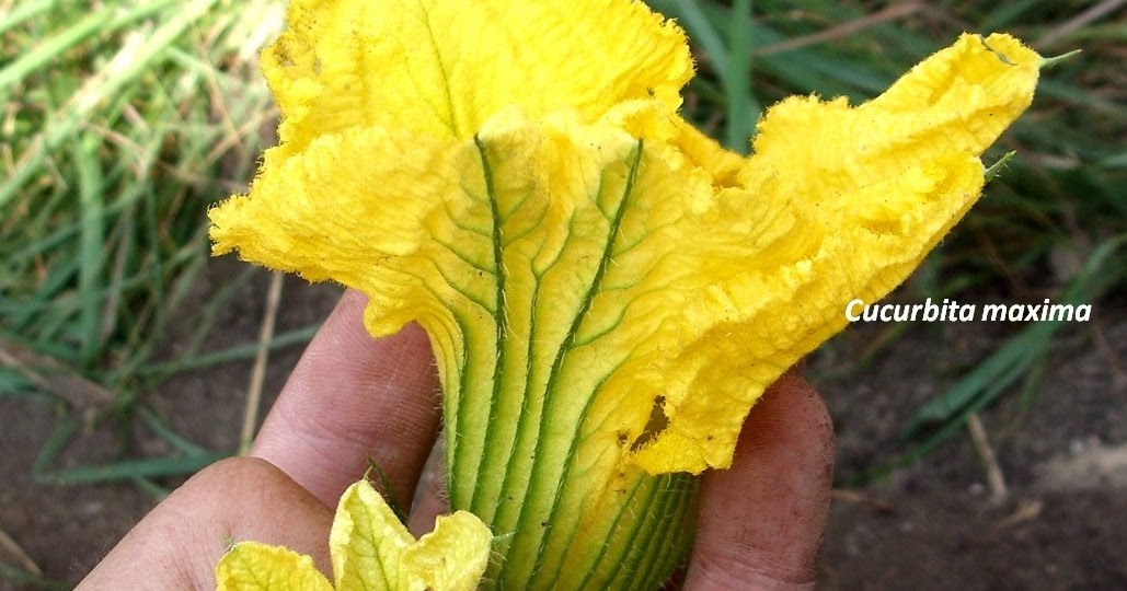 Scirpidiella's Plants: Wild squash species (Cucurbita sp. div.)