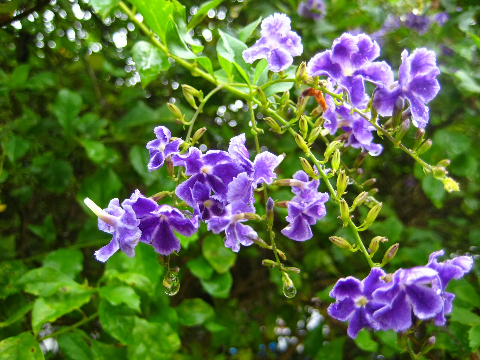 Beautiful Life: Revisit to ......