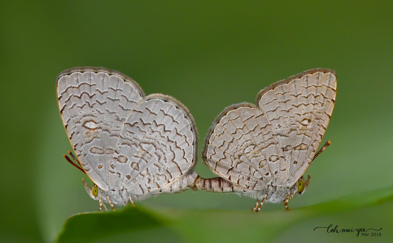 Butterflies of Singapore: Apr 26, 2020
