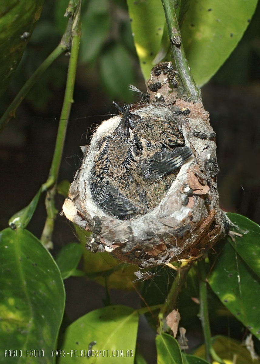 mis fotos de aves: Chlorostilbon lucidus Picaflor Verde Glittering ...