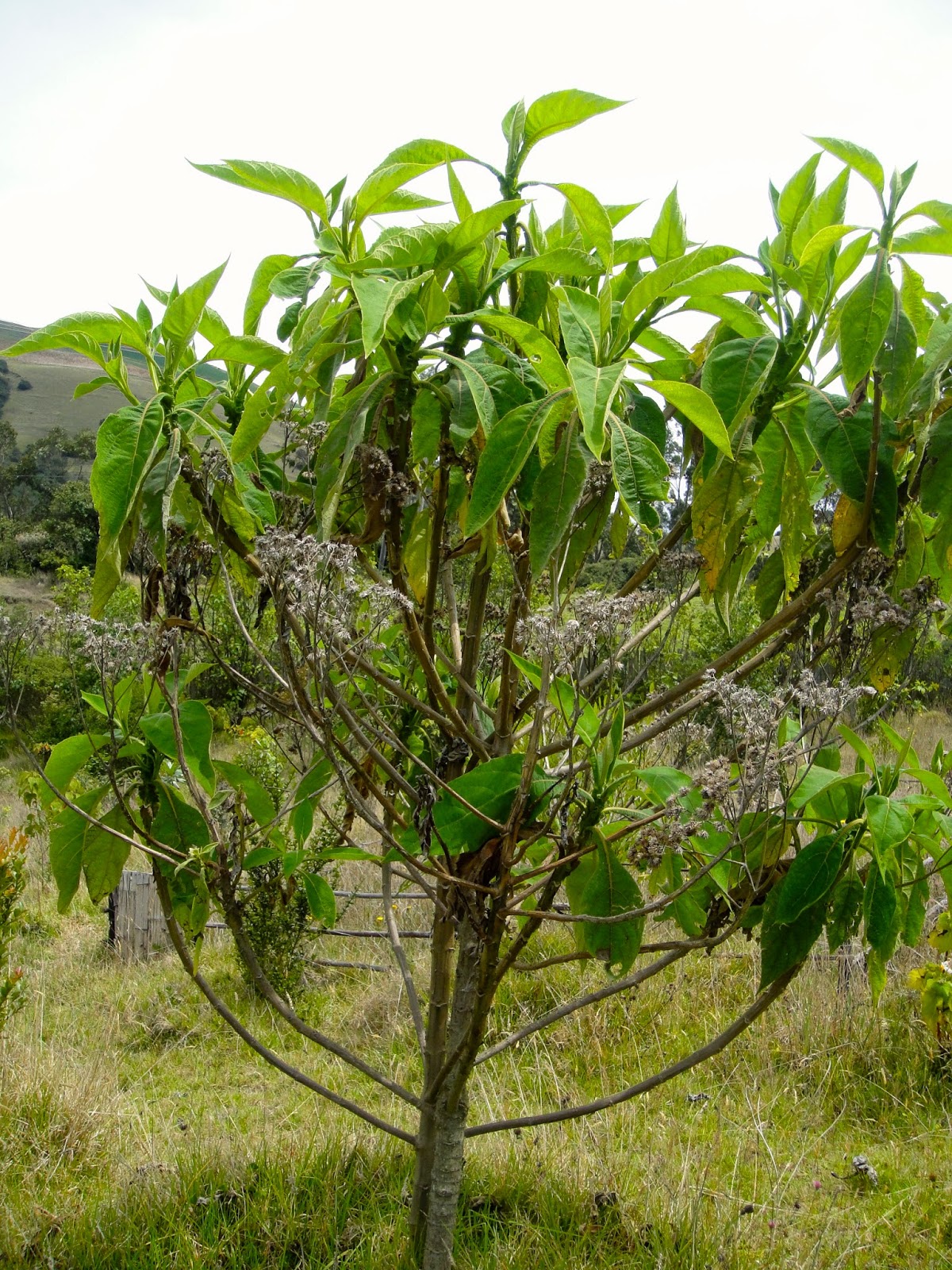 Backtoeden: Crecen y crecen los Árboles