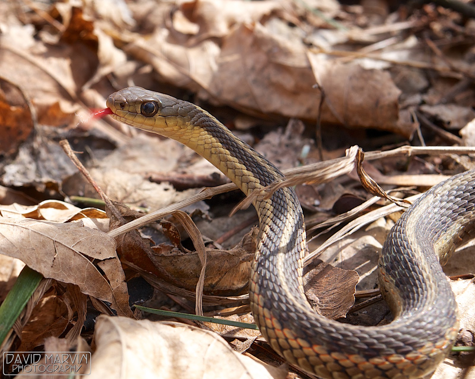 David Marvin Photography - Lansing, Michigan: Spring Snake
