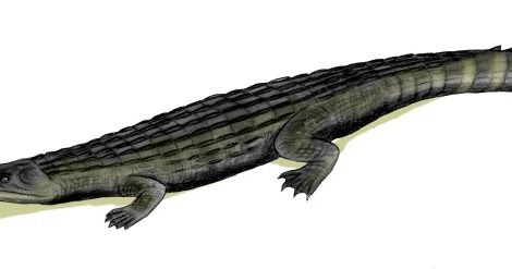 Variety of Life: Pholidosauridae