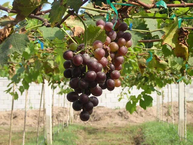 Anggur Mudah Dibudidayakan – Jati.id