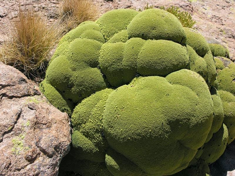 Ritebook: Yareta or Llareta | The 3,000 Years Old Plant