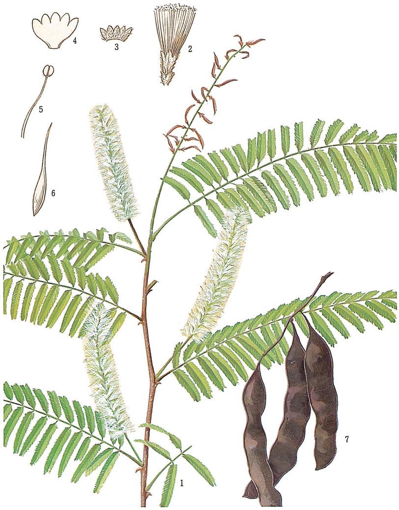 Acacia Catechu