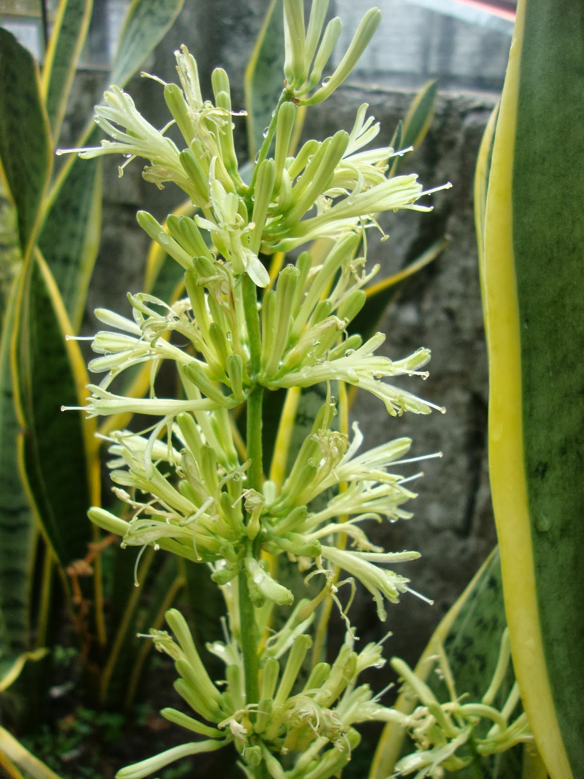 My Blog ... Activities: Espada Plant Flower
