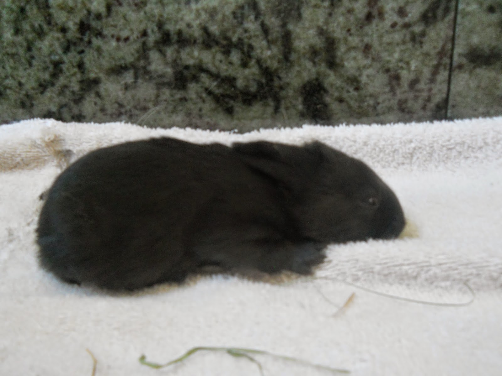 Black Diamond Rabbitry: Rabbit Color Genetics: The B Gene