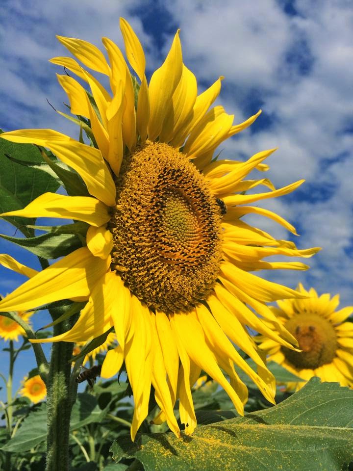 loculundescriu: Eu - o floare in gradina mea