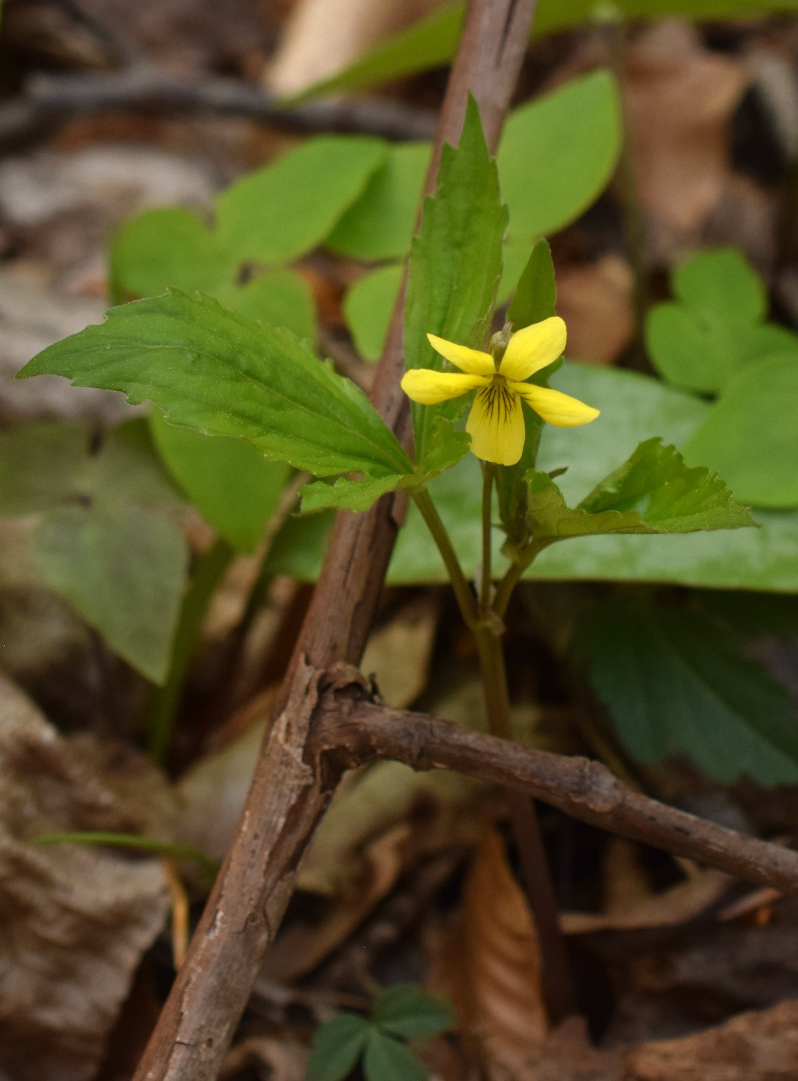 Using Georgia Native Plants: Violets Are Complicated
